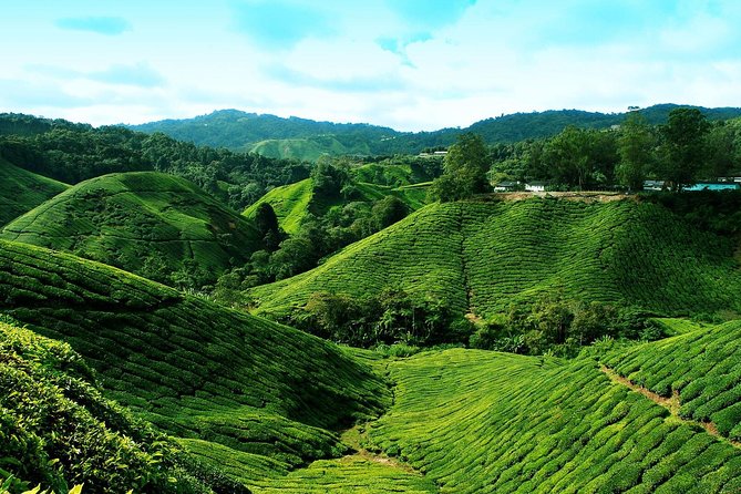 Full Day Cameron Highlands Nature Tour - Who Is This Tour Best For?