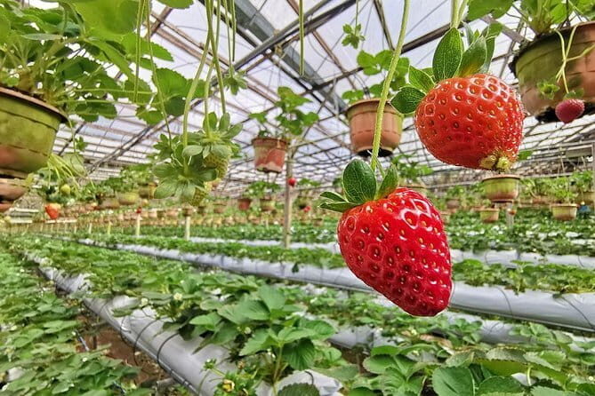 Full-day Cameron Highlands Tour - Key Points