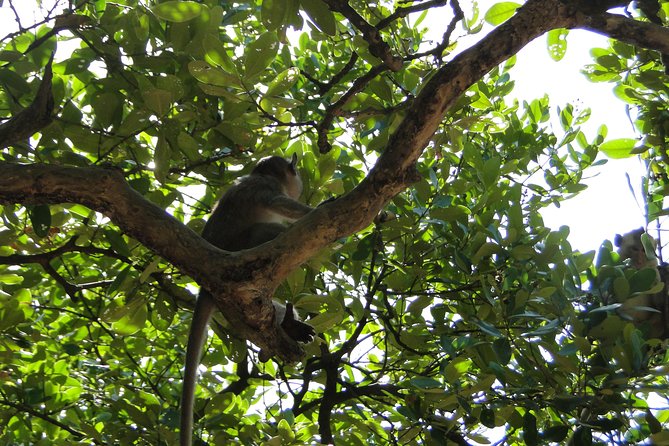 Full-day Can Gio Eco Escape And Wildlife Discovery - The Sum Up