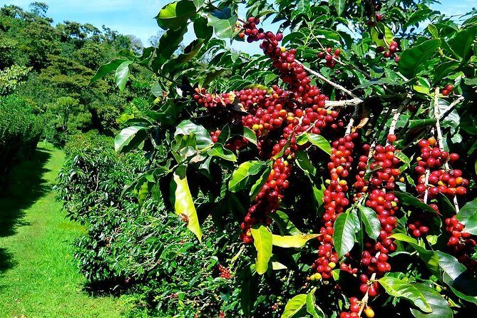 Full Day Car Tour Excursion Dalat ( Minimum 4 guest) - The Sum Up