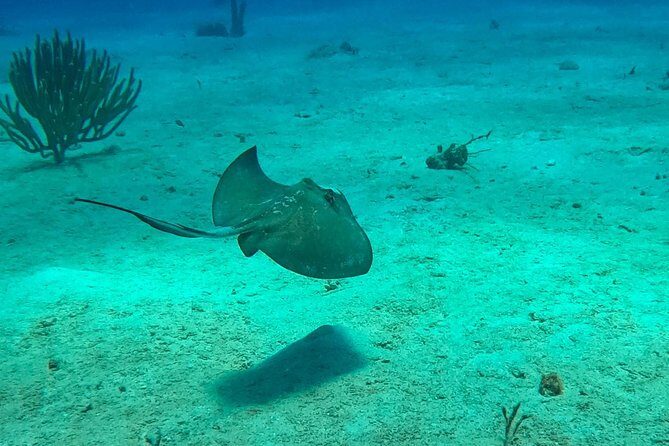 Full-Day Catalina Island Scuba Diving Tour from La Romana - Beach Time and Lunch: Relaxing in Paradise