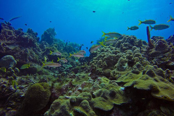 Full-Day Catalina Island Scuba Diving Tour from La Romana - Who Should Consider This Tour?