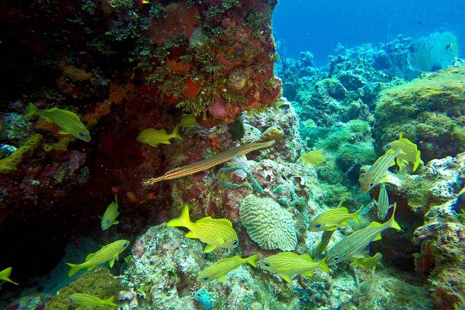 Full-Day Catalina Island Scuba Diving Tour from Punta Cana - FAQs