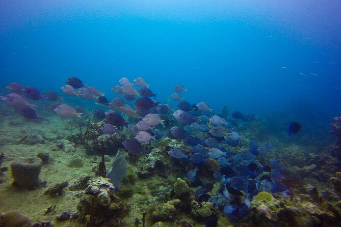 Full-Day Catalina Island Snorkeling Tour from Bavaro - FAQ