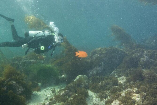 Full Day Catalina Island With Scuba Diving - The Practicalities: What to Know Before You Go