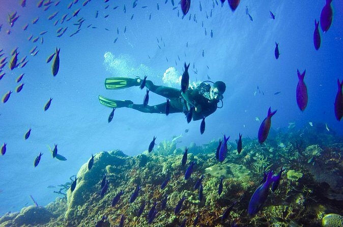 Full Day Catalina Island With Scuba Diving - The Sum Up