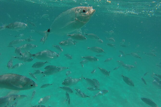 Full Day Catamaran Tour in Alghero - Highlights of the Tour