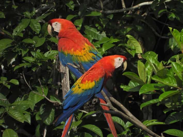 Full day Chuncho macaw clay lick ( big and colorful macaws) - A Deep Dive into the Experience
