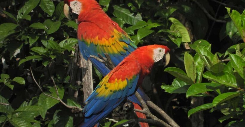 Full day Chuncho macaw clay lick ( big and colorful macaws) - Who Should Consider This Tour?