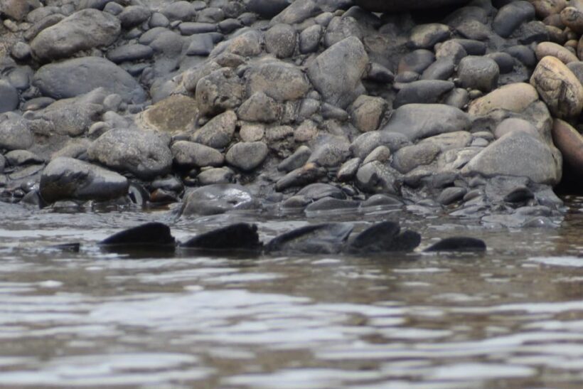 Full day Chuncho macaw clay lick ( big and colorful macaws) - The Sum Up: Is It Worth It?