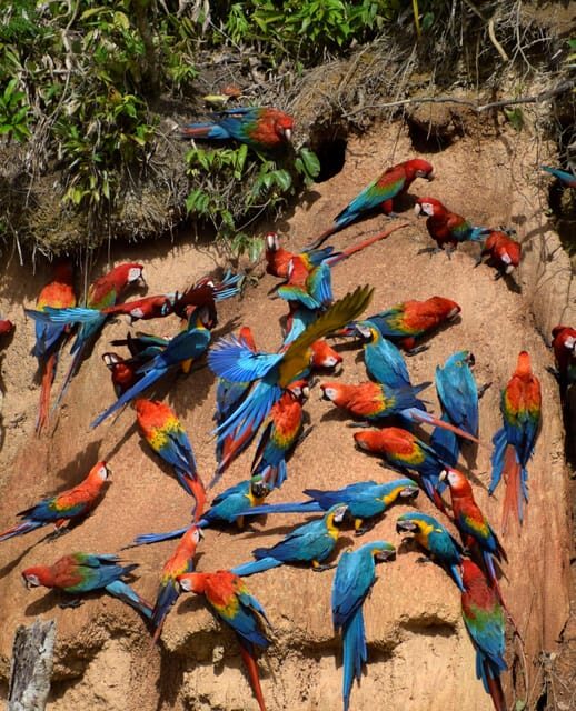 Full day Chuncho macaw clay lick ( big and colorful macaws) - FAQ