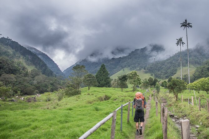 Full Day Climbing the Cocora Valley With Lunch - Guided Tour With Knowledgeable Guides