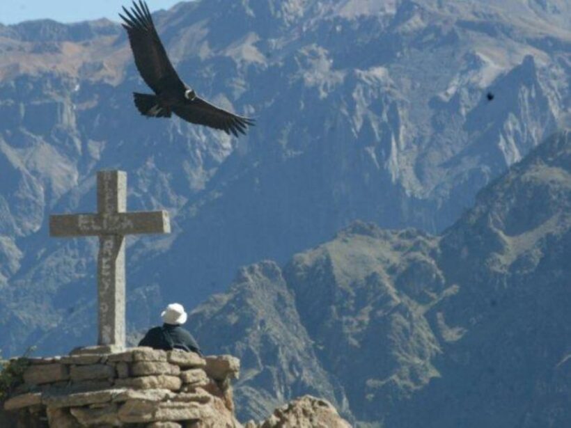 Full-Day Colca Canyon Tour from Arequipa - Transport, Guides, and Value