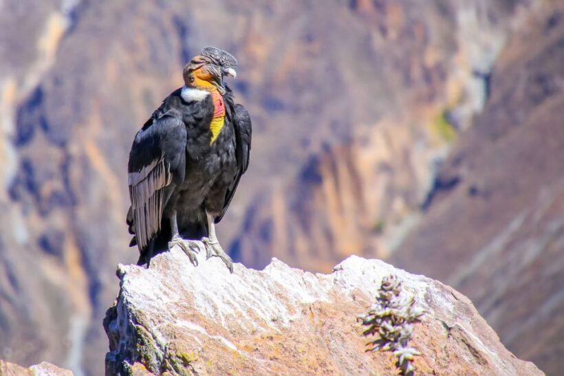Full-Day Condor Viewpoint & Inca Sites Tour - Key Points