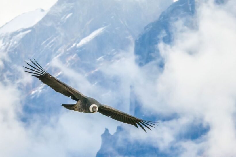 Full-Day Condor Viewpoint & Inca Sites Tour - Exploring the Itinerary: What Makes This Tour Special