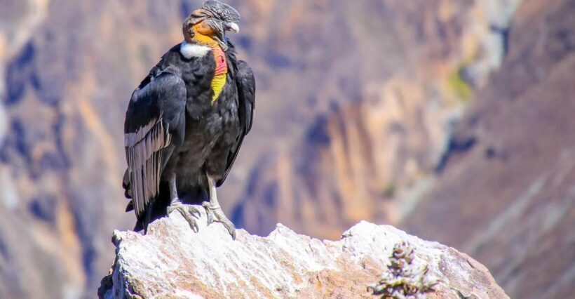 Full-Day Condor Viewpoint & Inca Sites Tour - Final Words