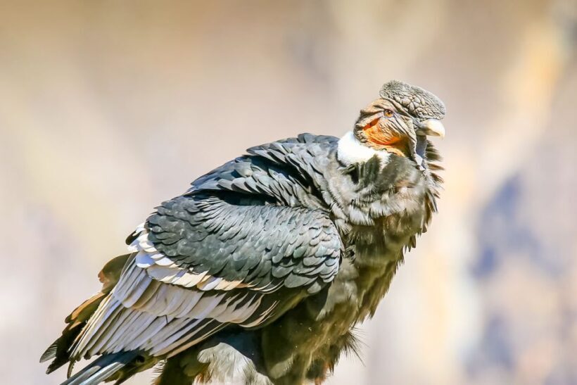 Full-Day Condor Viewpoint & Inca Sites Tour - FAQ