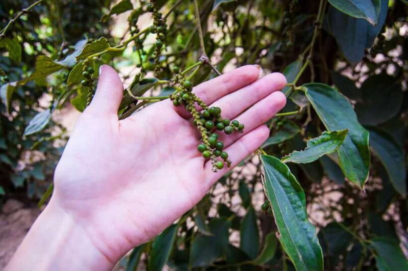 FULL DAY - Countryside Tuk-Tuk Pepper Tour + Kep - Transportation and Group Dynamics