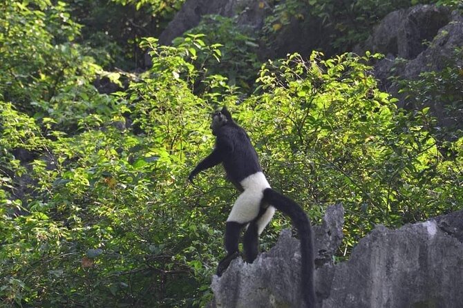 Full-Day Cuc Phuong National Park Hiking Tour - Key Points