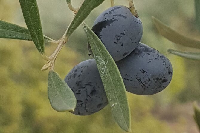 Full Day Deluxe Tour of Rhodes Including Lindos and Medieval City - Tips for Your Tour of Rhodes