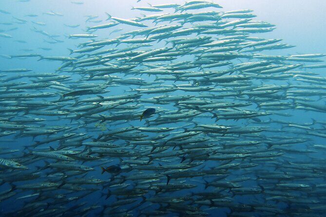 Full Day Diving Activity in Thailand with Lunch - Key Points