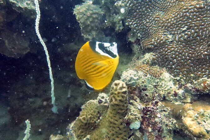 Full Day Diving Activity in Thailand with Lunch - A Closer Look at the Itinerary