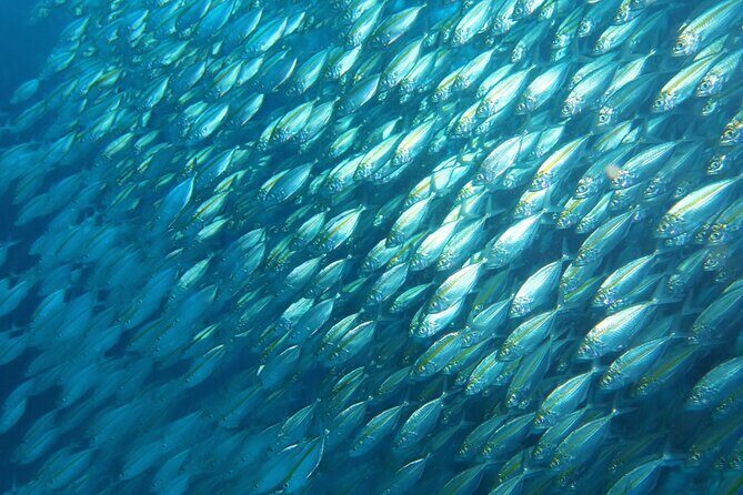 Full Day Diving Activity in Thailand with Lunch - FAQ