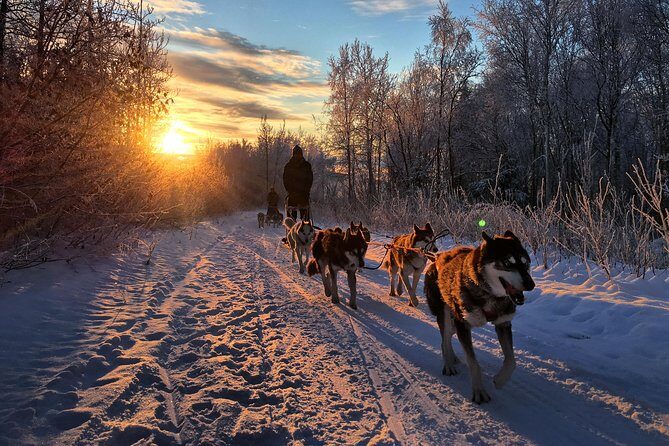 Full Day "Drive Your Own Dog Team" Dog Sledding Tour - An In-Depth Look at the Experience