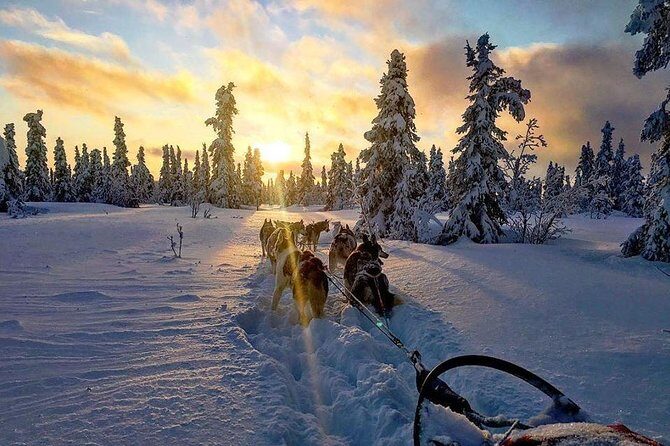 Full Day "Drive Your Own Dog Team" Dog Sledding Tour - The Sum Up