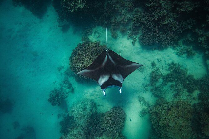 Full Day Eco Snorkeling & Traditional BBQ Lunch on a Motu - Why This Tour Offers Great Value