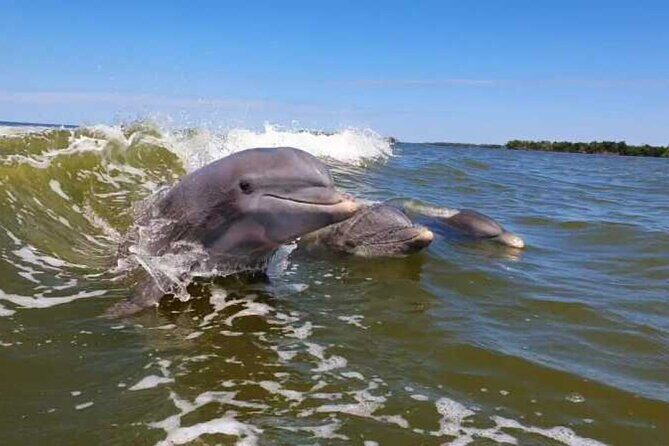 Full Day Everglades Combo Motorboat Eco and Kayak Tour - Who Will Love This Tour?