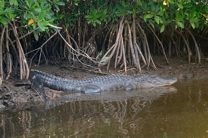 Full Day Everglades Combo Motorboat Eco and Kayak Tour - Inclusion of Snacks and Water