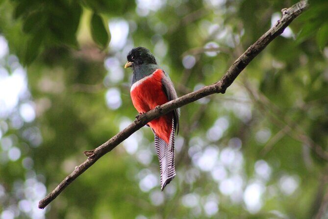 Full Day Excursion to Calakmul and Balamkú From Campeche - Final Thoughts: Who Will Love This Tour?