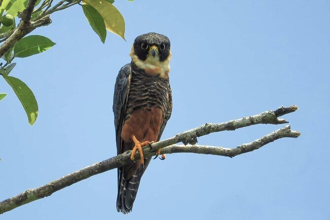 Full Day Excursion to Calakmul and Balamkú From Campeche - FAQ