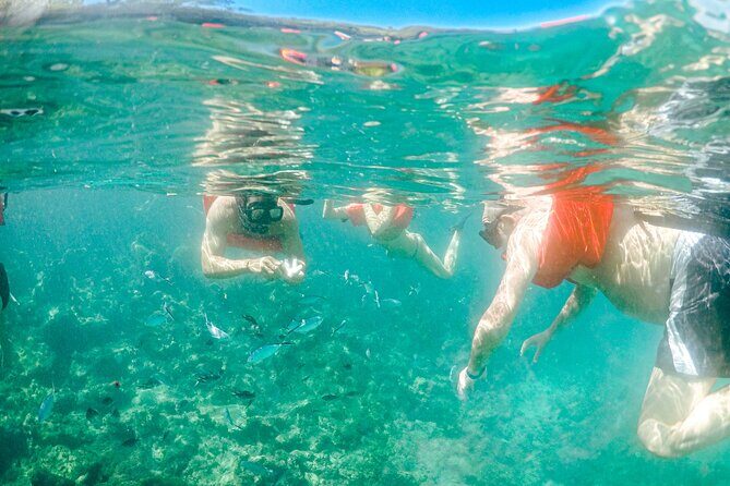 Full-Day Excursion to Discover Catalina Island with Lunch Option - Cost and Value