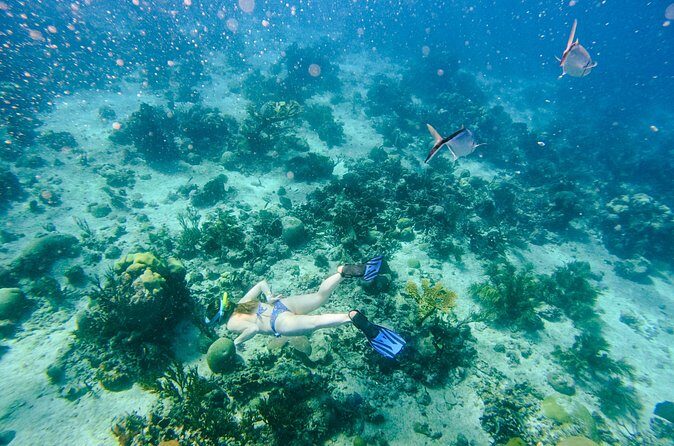 Full-Day Excursion to Discover Catalina Island with Lunch Option - Who Will Love This Tour?