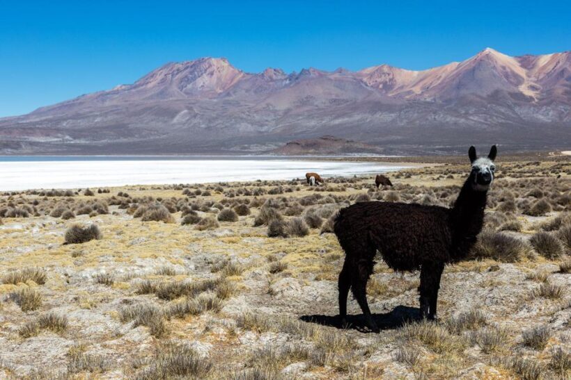 Full day excursion to the Salinas Lagoon Arequipa - The Sum Up