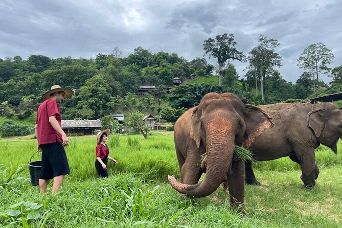 Full Day Experience at Ran-Tong Save & Rescue Elephant Centre - Who Will Love This Experience?