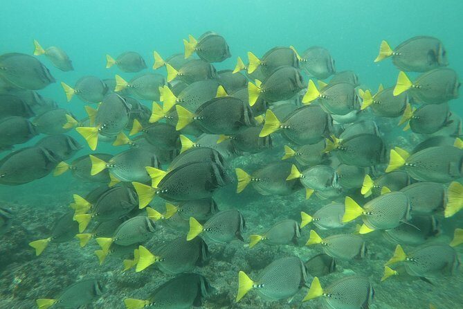 Full-Day Experience in Banderas Bay - Overall Value and What You’re Getting