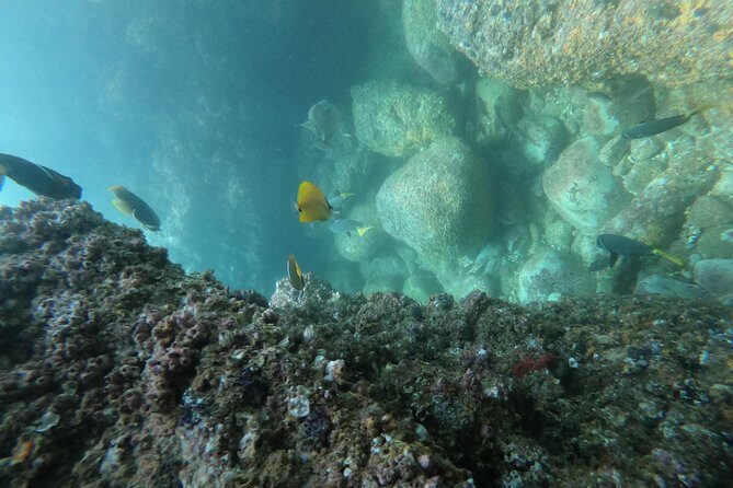 Full-Day Experience in Banderas Bay - FAQ
