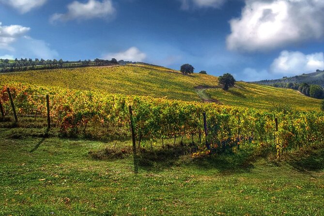 Full day experience | Tasting & art among the Orvieto vineyards - FAQ