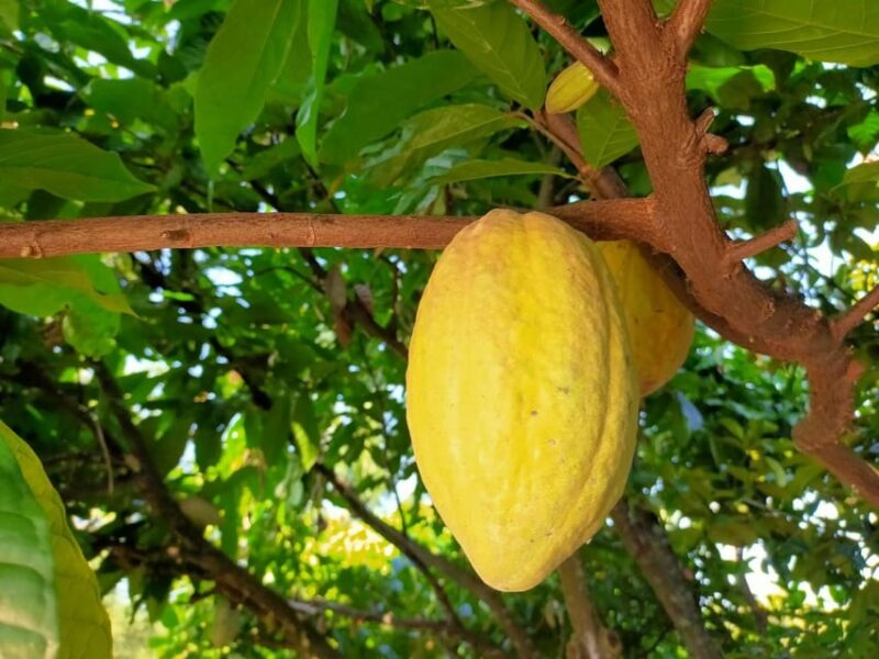 Full Day Experience to Farm and Chocolate - Introduction