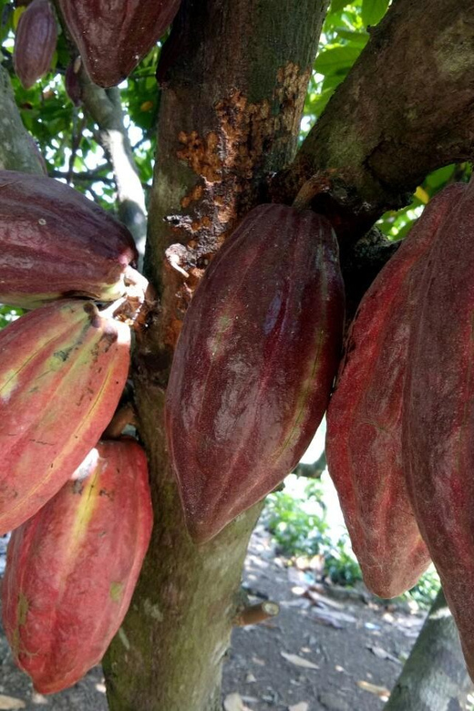 Full Day Experience to Farm and Chocolate - The Location and Overall Experience