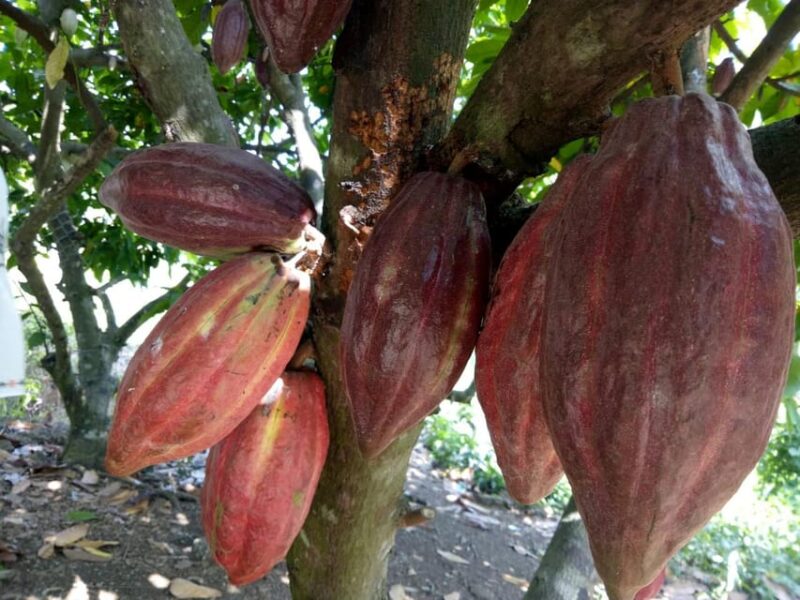 Full Day Experience to Farm and Chocolate - The Itinerary in Detail