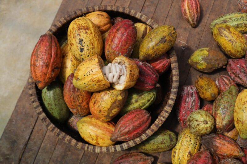 Full Day Experience to Farm and Chocolate - Authenticity and Reviews