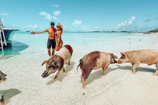 Full Day Exuma Swimming Pigs - Group Boat Tour From Nassau - Key Points