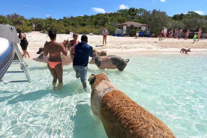 Full Day Exuma Swimming Pigs - Group Boat Tour From Nassau - Final Thoughts: Is This the Exuma Tour for You?