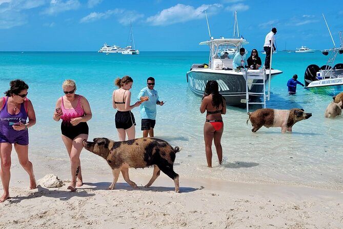 Full Day Exuma Swimming Pigs - Group Boat Tour From Nassau - FAQs