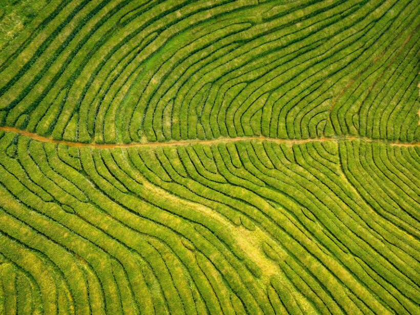 Full Day: Furnas, Tea Plantations & More With Lunch - Final Thoughts
