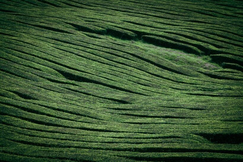 Full Day: Furnas, Tea Plantations & More With Lunch - FAQ